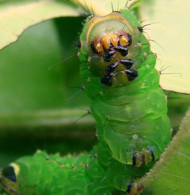 20 Devious Animals Who Are Plotting Something Evil - Page 18 of 20 ...